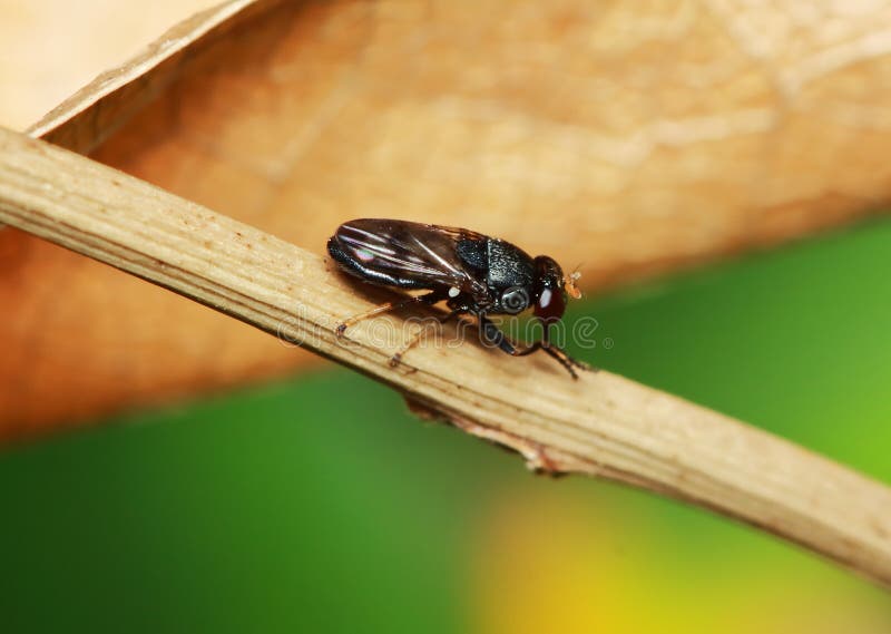 Small Fly Insects in Macro Photography on Background Stock Image ...