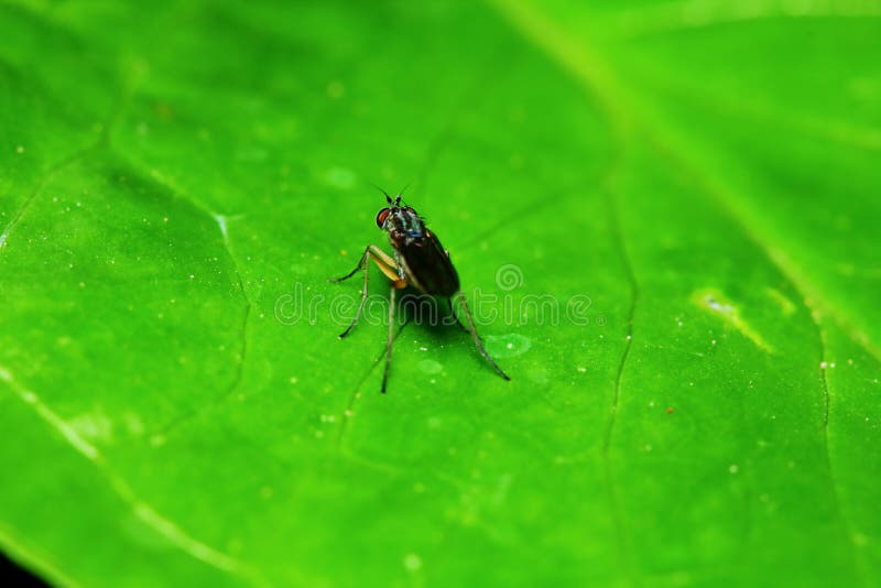 Fly Insects in Macro Photography on Background Stock Image - Image of ...