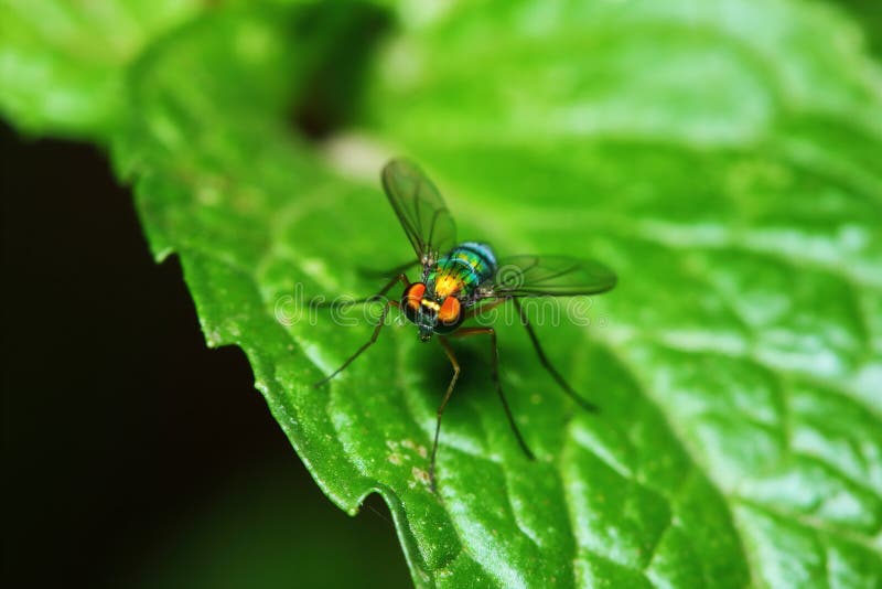 Fly Insects in Macro Photography on Background Stock Photo - Image of ...
