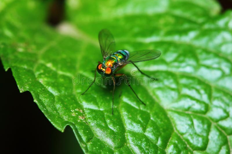 Small Fly Insects in Macro Photography on Background Stock Image ...