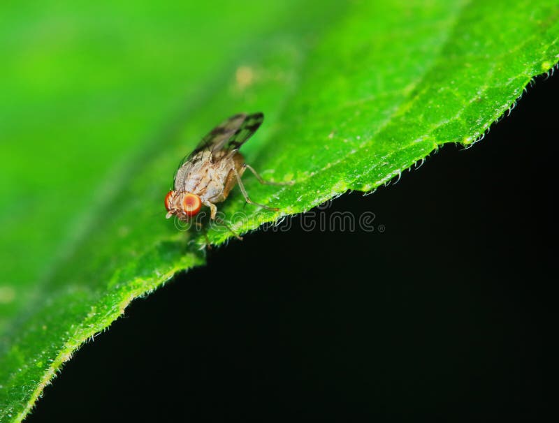 Small Fly Insects in Macro Photography on Background Stock Photo ...