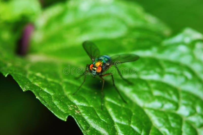 Small Fly Insects in Macro Photography on Background Stock Image ...