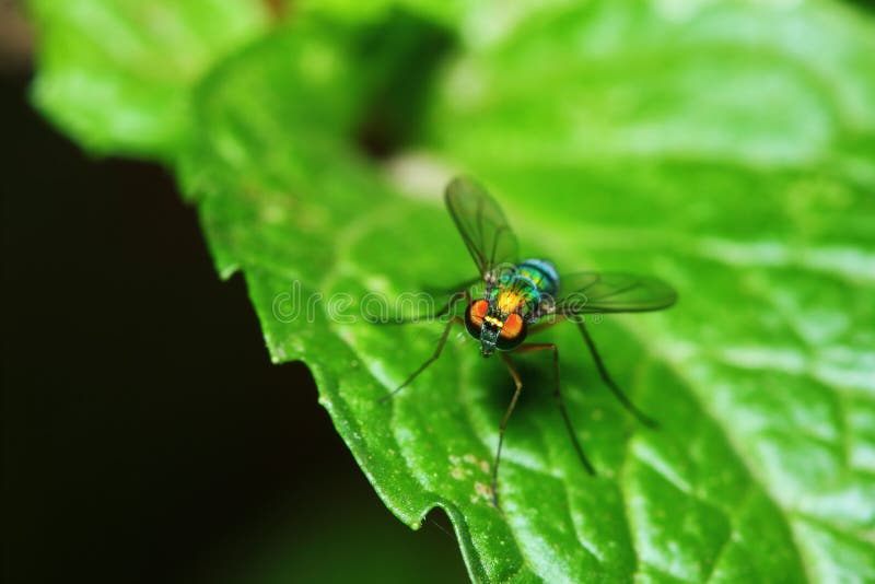 Small Fly Insects in Macro Photography on Background Stock Image ...