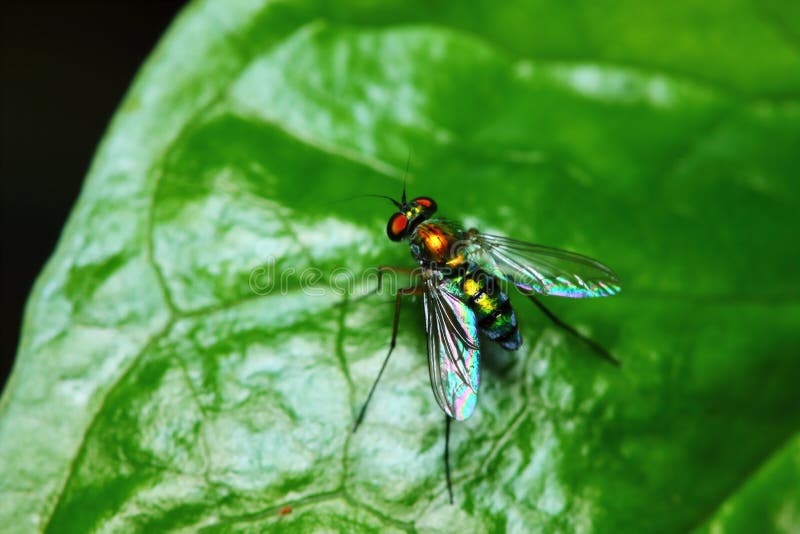 Small Fly Insects in Macro Photography on Background Stock Photo ...