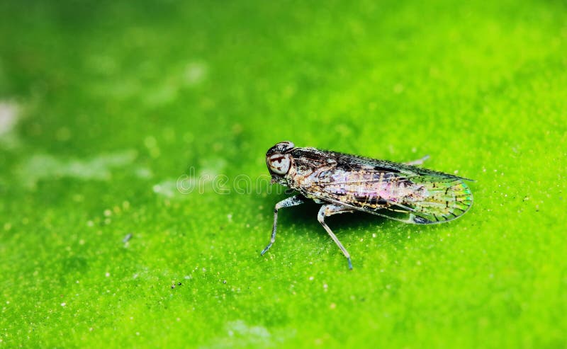 Small Fly Insects in Macro Photography on Background Stock Photo ...