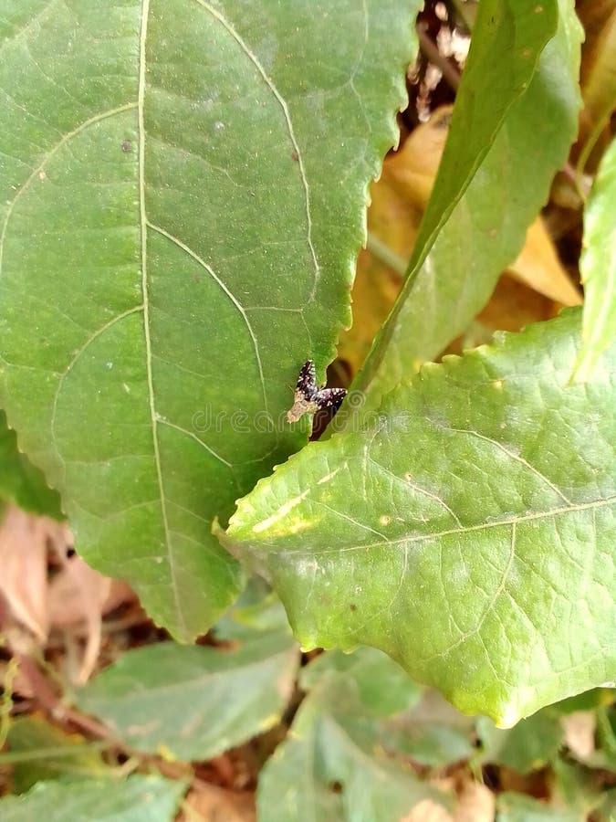 A Small Fly on a Leaf, August 2022 in Kenya Stock Image - Image of ...
