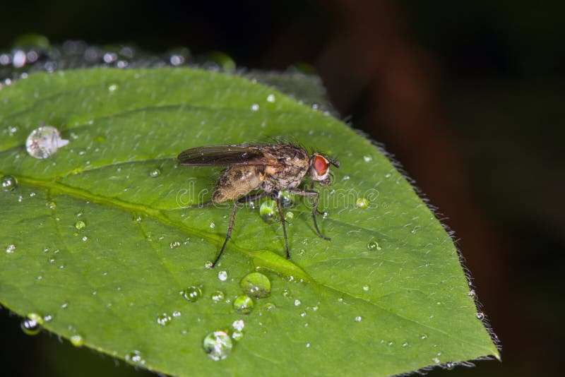 Small fly on leaf in rain stock image. Image of detail - 140598085