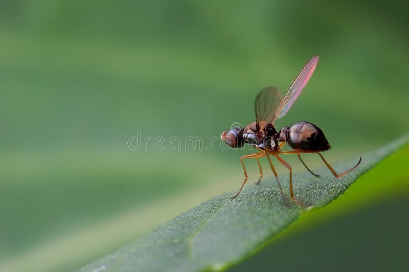 A fly stock image. Image of ecological, compound, eyes - 30249545