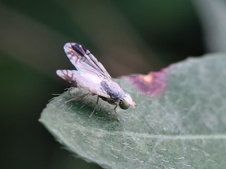 Small Fly with Patterned Wings Resting on a Leaf. Detailed Insect Macro ...