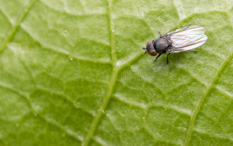 Small Fly Resting on a Leaf Stock Image - Image of close, leaf: 95601511
