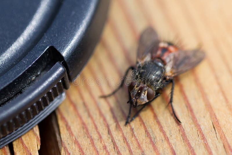 Small fly resting stock photo. Image of insect, horizontal - 99206490