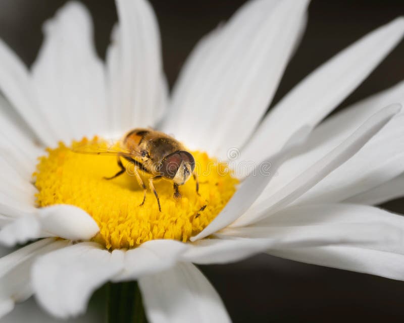 A Small Fly Rests on a Daisy in Ontario Stock Image - Image of ...