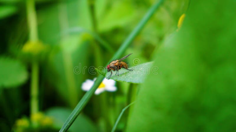 Small Fly Standing on the Leaf Stock Photo - Image of nature, alone ...