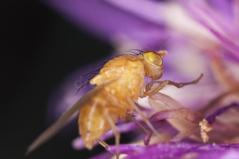 Small Fly on Thistle, Extreme Close-up Stock Photo - Image of ...