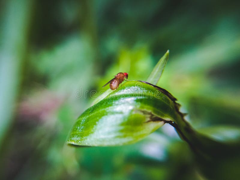 Small fly on tree leave stock image. Image of flying - 249164637
