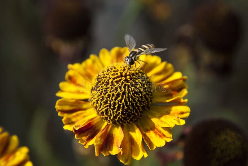 Small fly on yellow flower stock image. Image of blur - 58105379