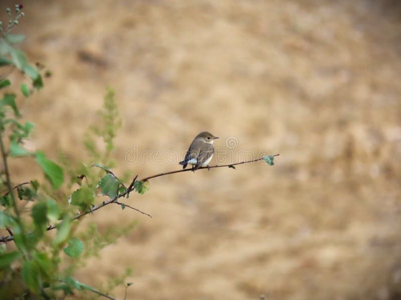 Small Flycatcher on a Branch Stock Image - Image of flycatcher ...