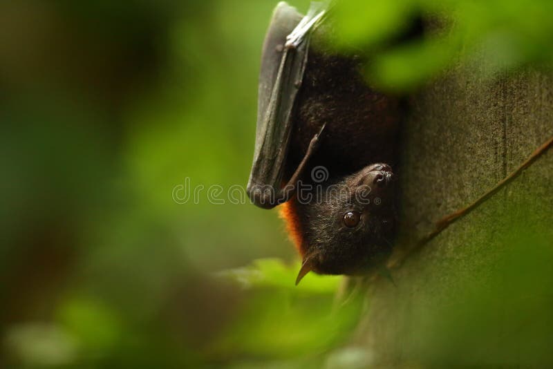 The Small Flying Fox, Island Flying Fox or Variable Flying Fox Pteropus ...