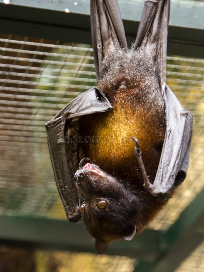 Small flying fox in a zoo stock image. Image of small - 342366799