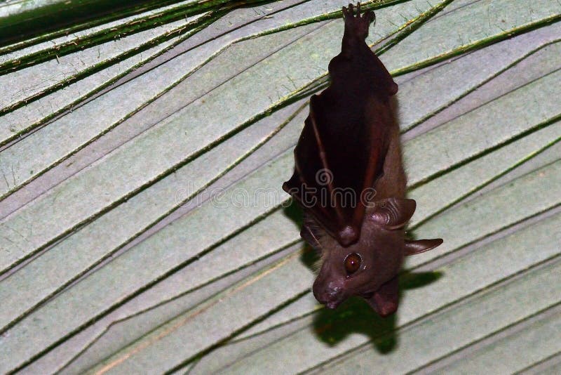 The Small Flying Fox, Island Flying Fox or Variable Flying Fox Pteropus ...
