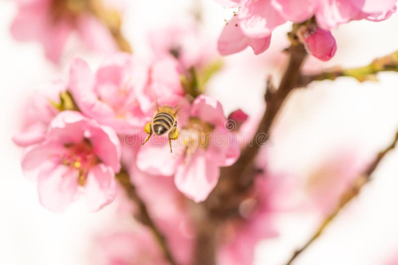 Small Flying Honey Bee from Behind in Spring Season at a Peach Blossom ...