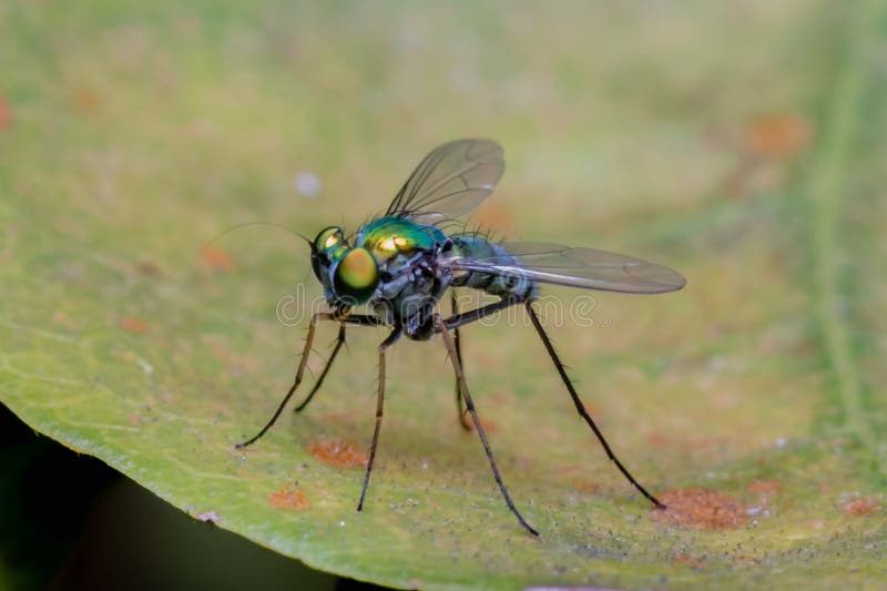 Small Flying Insect stock photo. Image of summer, entomology - 85711490