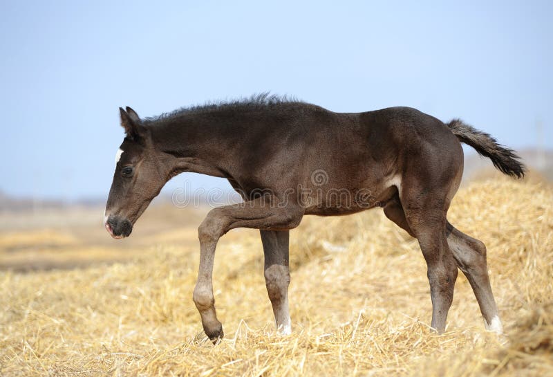 Small foal is on the field stock photo. Image of food - 24228002
