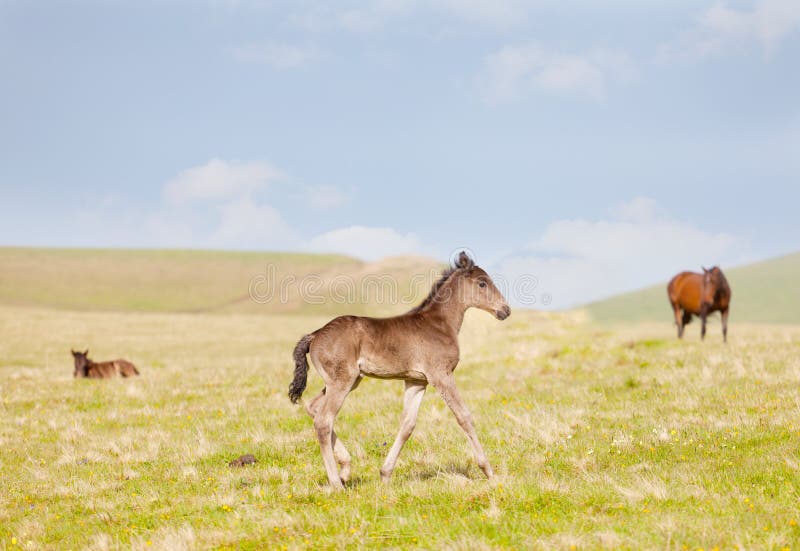 Small foal stock image. Image of horse, farm, herd, farming - 31957659