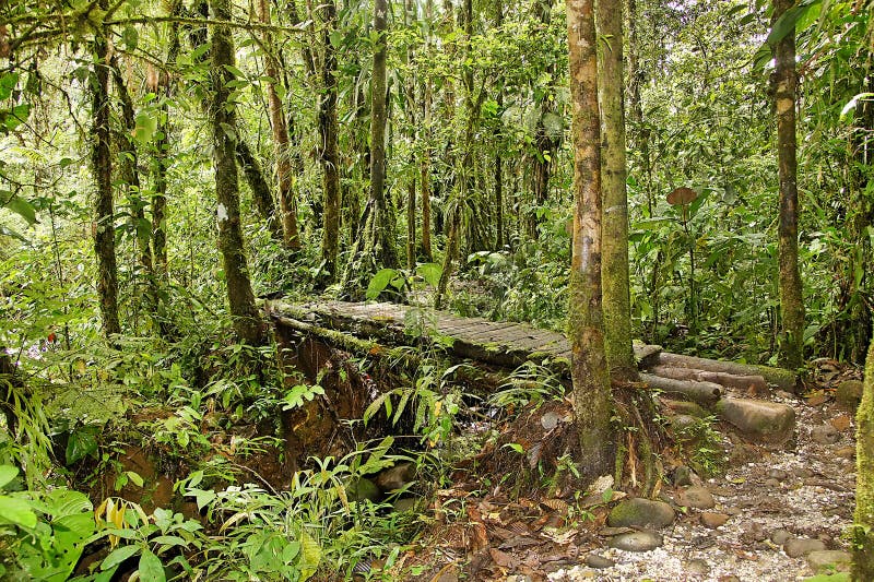 Small Footbridge in the Amazon Rainforest Stock Image - Image of lush ...
