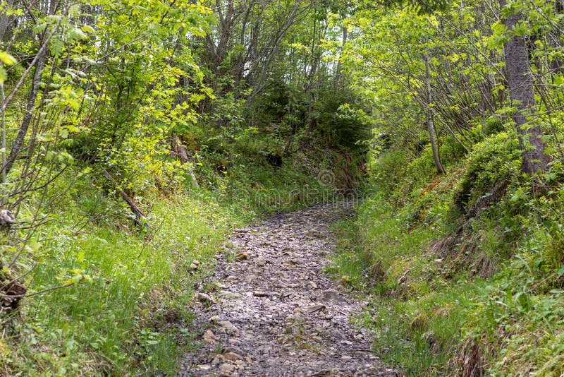Small Footpath through Forest in Early Morning in Summer Stock Photo ...