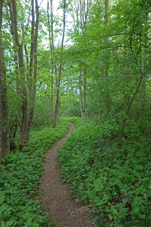 Footpath through Forest in Springtime Stock Photo - Image of nature ...