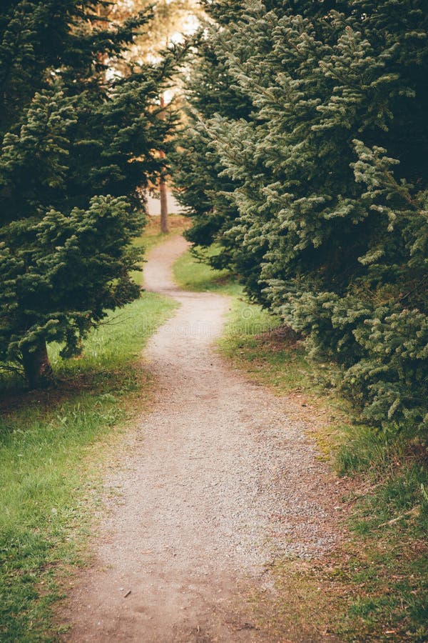 Small Footpath through Oak Tree Alley Stock Photo - Image of ...