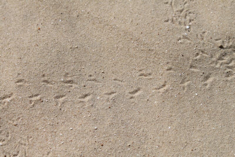 120 Insect Footprints Stock Photos - Free & Royalty-Free Stock Photos ...