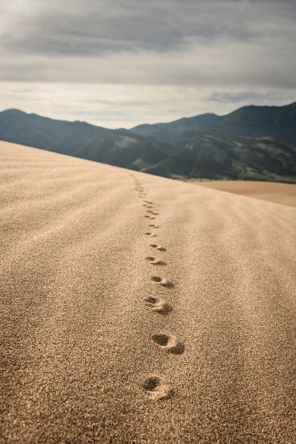 Small Footsteps Across Sand Stock Photo - Image of hiking, shimmer ...