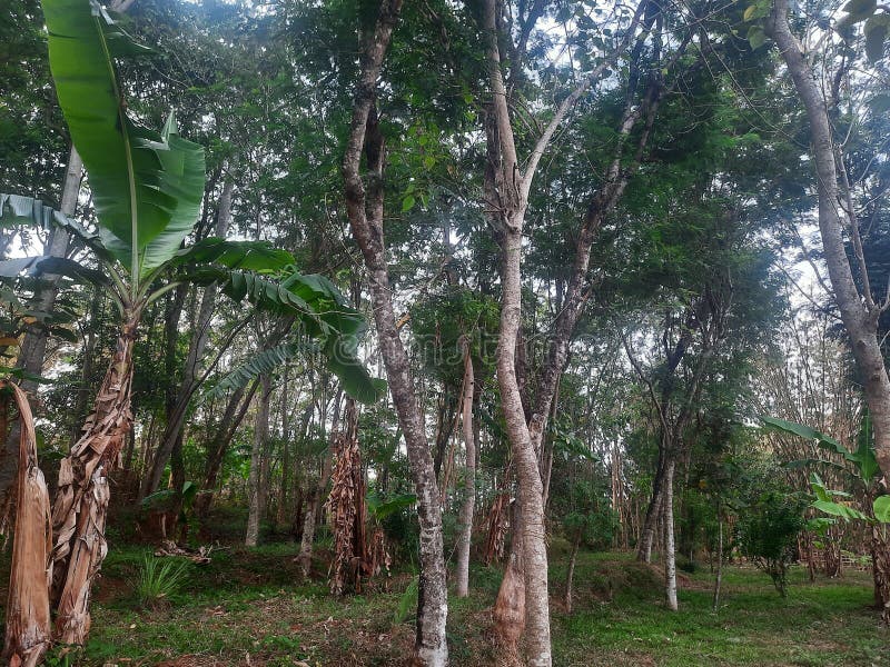 Small Forest in the Backyard of the House Stock Image - Image of ...