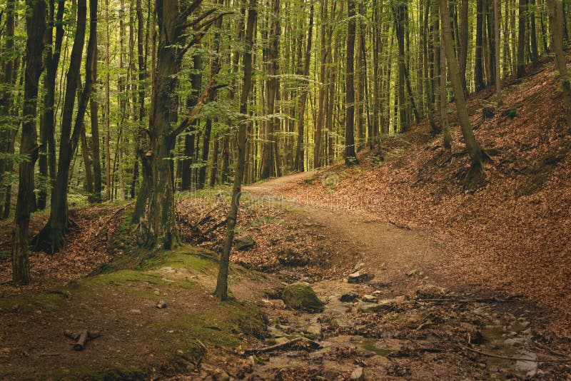 Small Forest Bypath stock image. Image of stones, bypath - 43941123