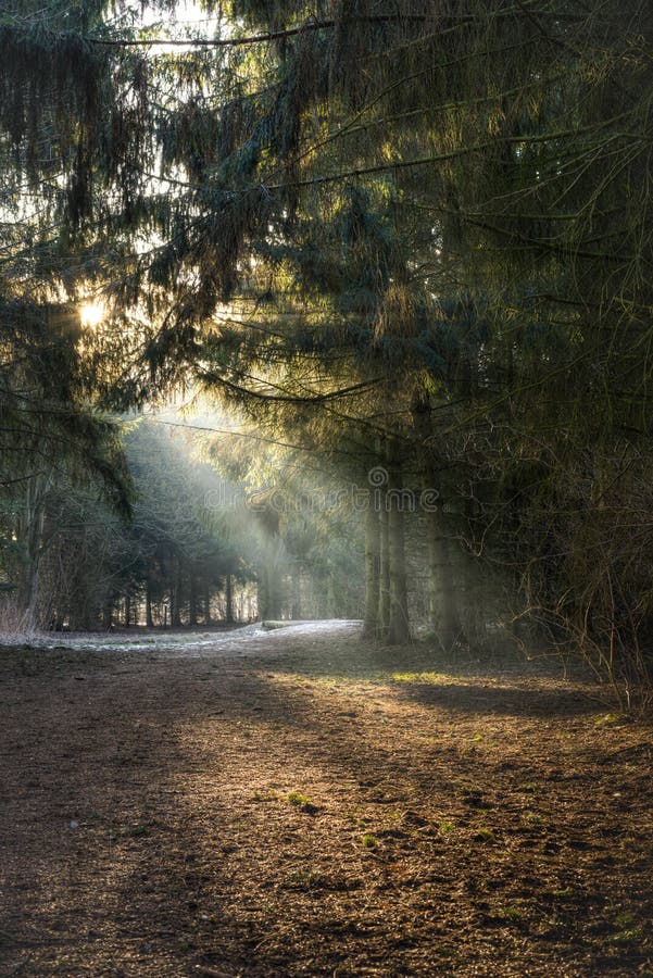 Small forest clearing stock image. Image of needle, morning - 31701371