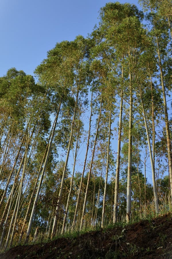 Small Forest with Eucalyptus Trees on a Sunny Day Stock Image - Image ...