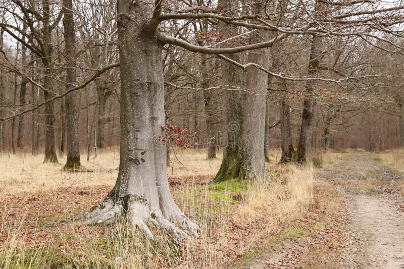 Small Forest Footpath and Large, Wide Trunk of a Centuries-old Beech ...