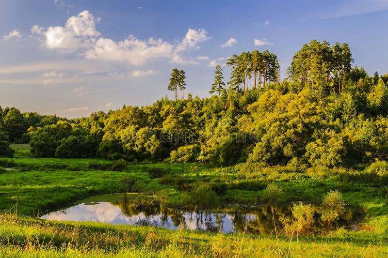 A Small Forest Lake Bush and Tall Pine Trees at the End of a Summer Day ...