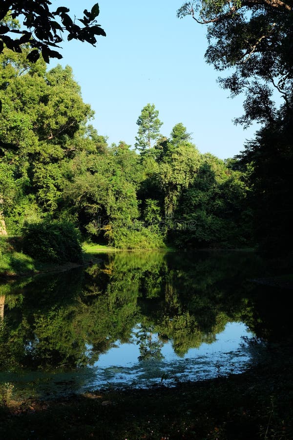 Small Forest Lake. Forest Landscape Stock Image - Image of outdoor ...