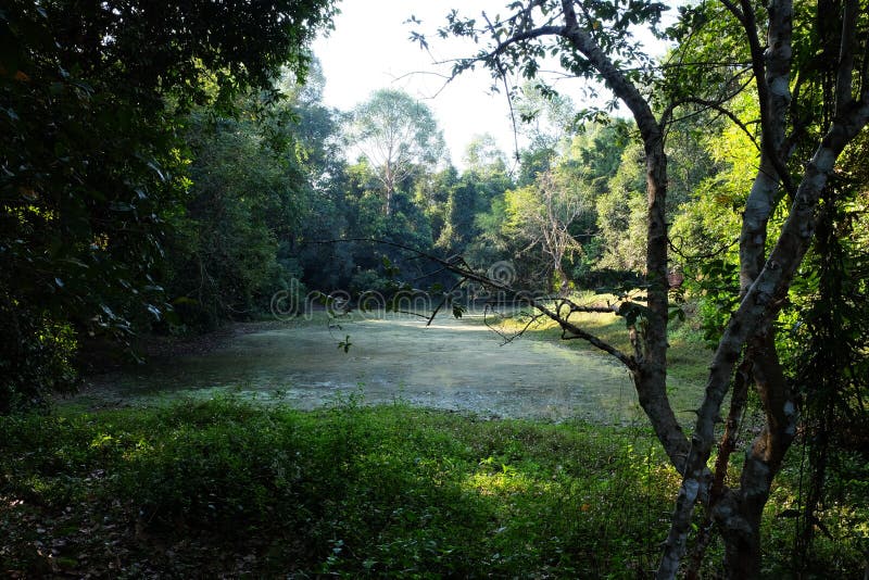 Small Forest Lake. Forest Landscape Stock Image - Image of forest ...
