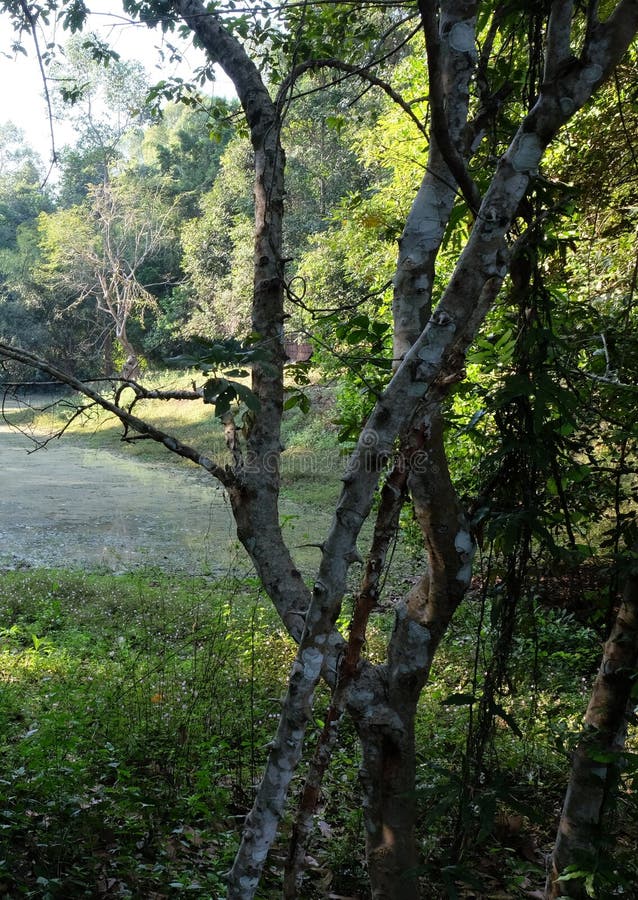 Small Forest Lake. Forest Landscape. the Forests of Southeast Asia ...