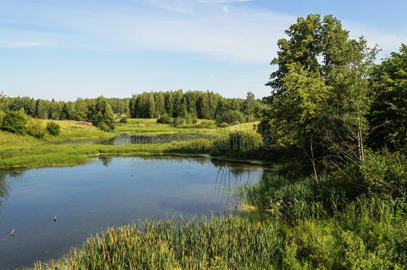 Small Forest Lake in Summer Stock Photo - Image of riverbank, mace ...