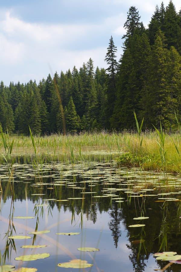 Small Forest Lake stock image. Image of nature, outline - 60853069