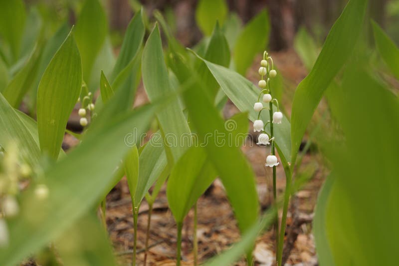 Small Forest Lily of the Valley Stock Photo - Image of small, spring ...