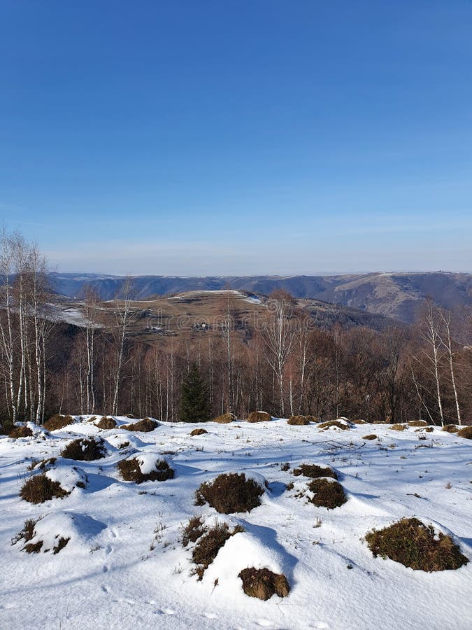 Small forest in Marisel stock photo. Image of apuseni - 213702072