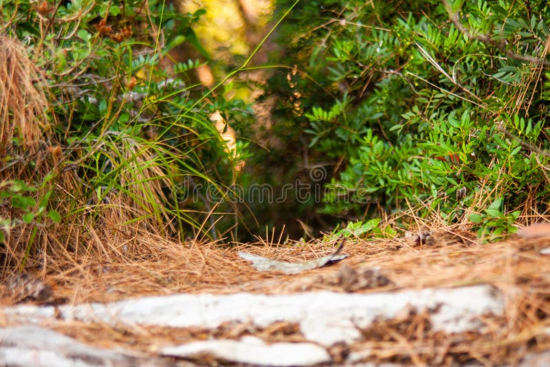 Small Forest Path with Pine Leaves from the Ground Stock Photo - Image ...