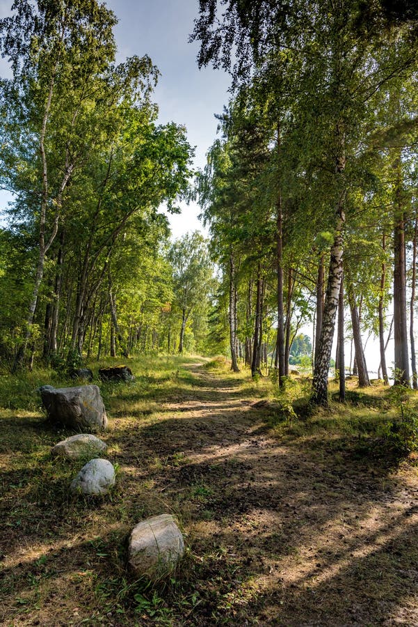 Small Forest Path and Walkway among Birches Stock Image - Image of ...