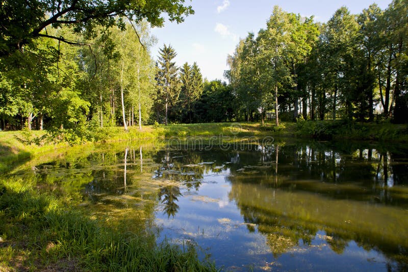 Small forest pond stock image. Image of symmetry, green - 15334143